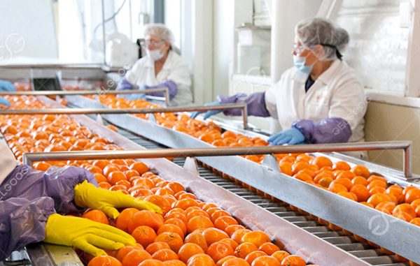 Industrial Citrus Juice Processing Line For Juice Extracting