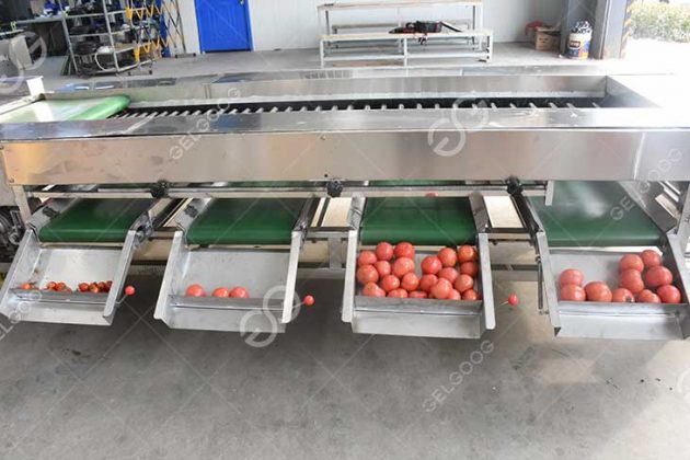 Automatic Cherry Tomato Washing and Sorting Machine
