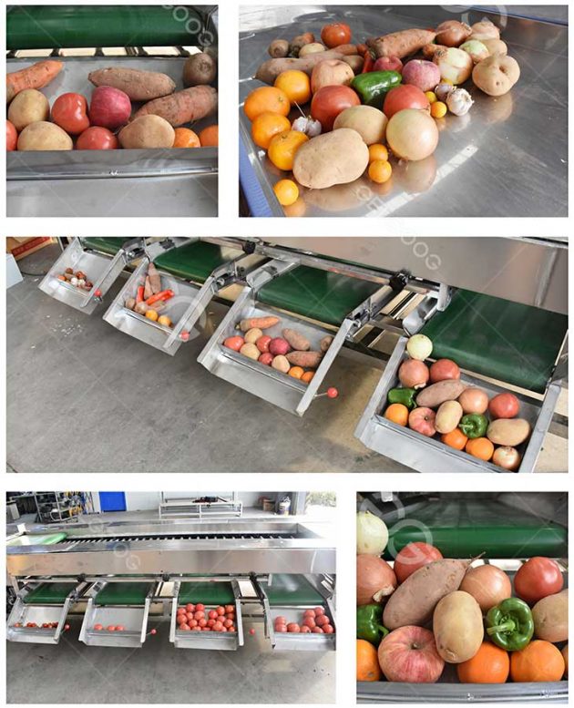 Automatic Cherry Tomato Washing and Sorting Machine