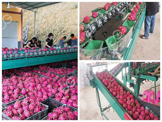 Automatic Dragon Fruit Cleaning Drying Line Grading Machine