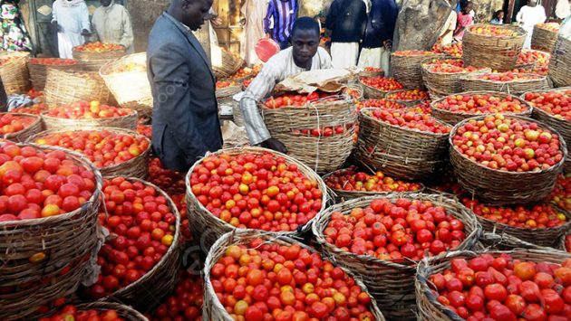 Small Scale Tomato Processing Machine In Nigeria