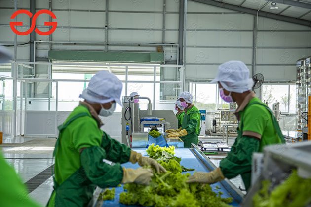 Leafy Vegetable Lettuce Processing Plant