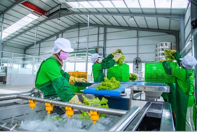 Leafy Vegetable Lettuce Processing Plant