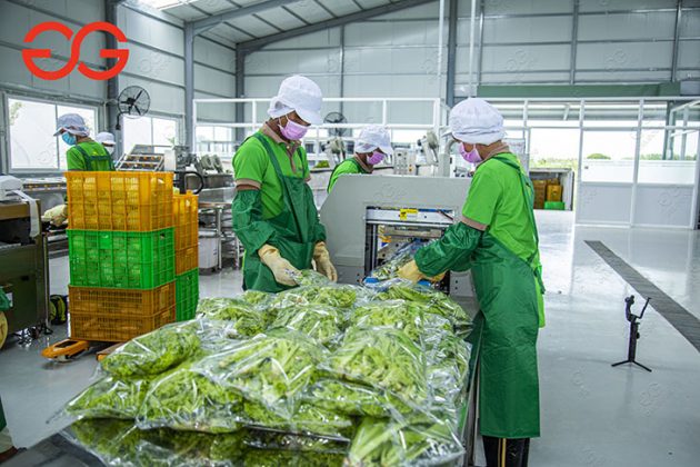 Leafy Vegetable Lettuce Processing Plant