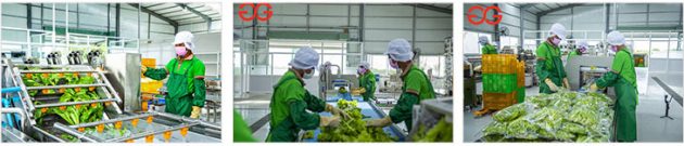 Lettuce Processing Equipment In Cambodia