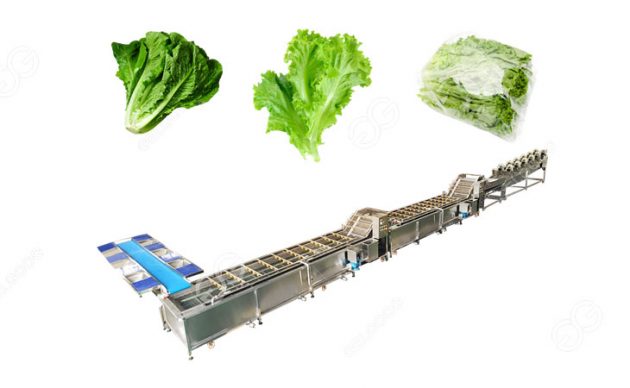 Lettuce Processing Equipment In Cambodia