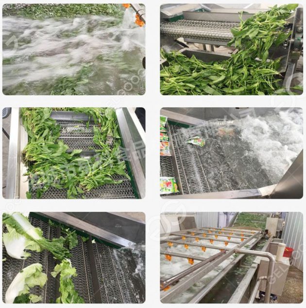 Fully Automatic Herbs Leaves Washing And Drying Line